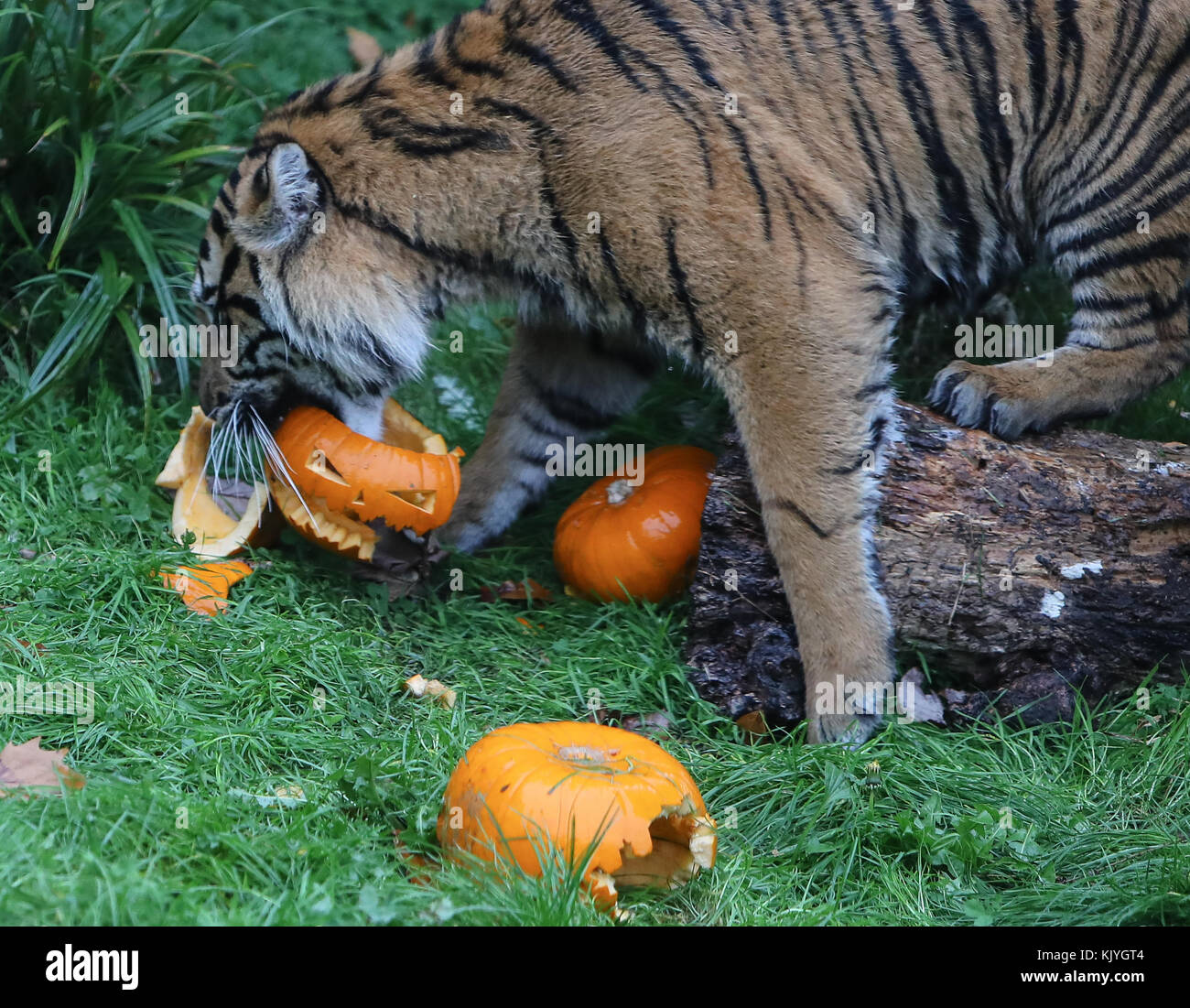 The penguins, monkeys and tigers of ZSL London Zoo get into the spirit ...
