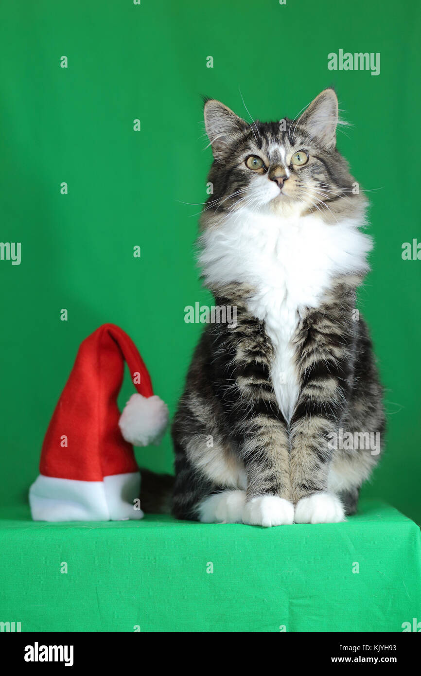 a kitten Maine Coon gray tiger with a white neck and a proud and ...