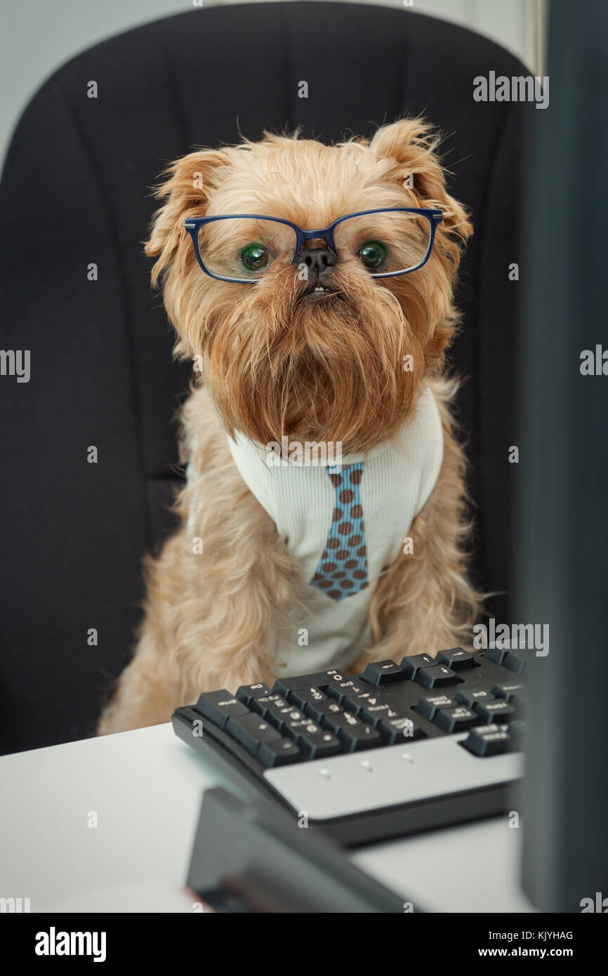 Dog With Glasses On Computer