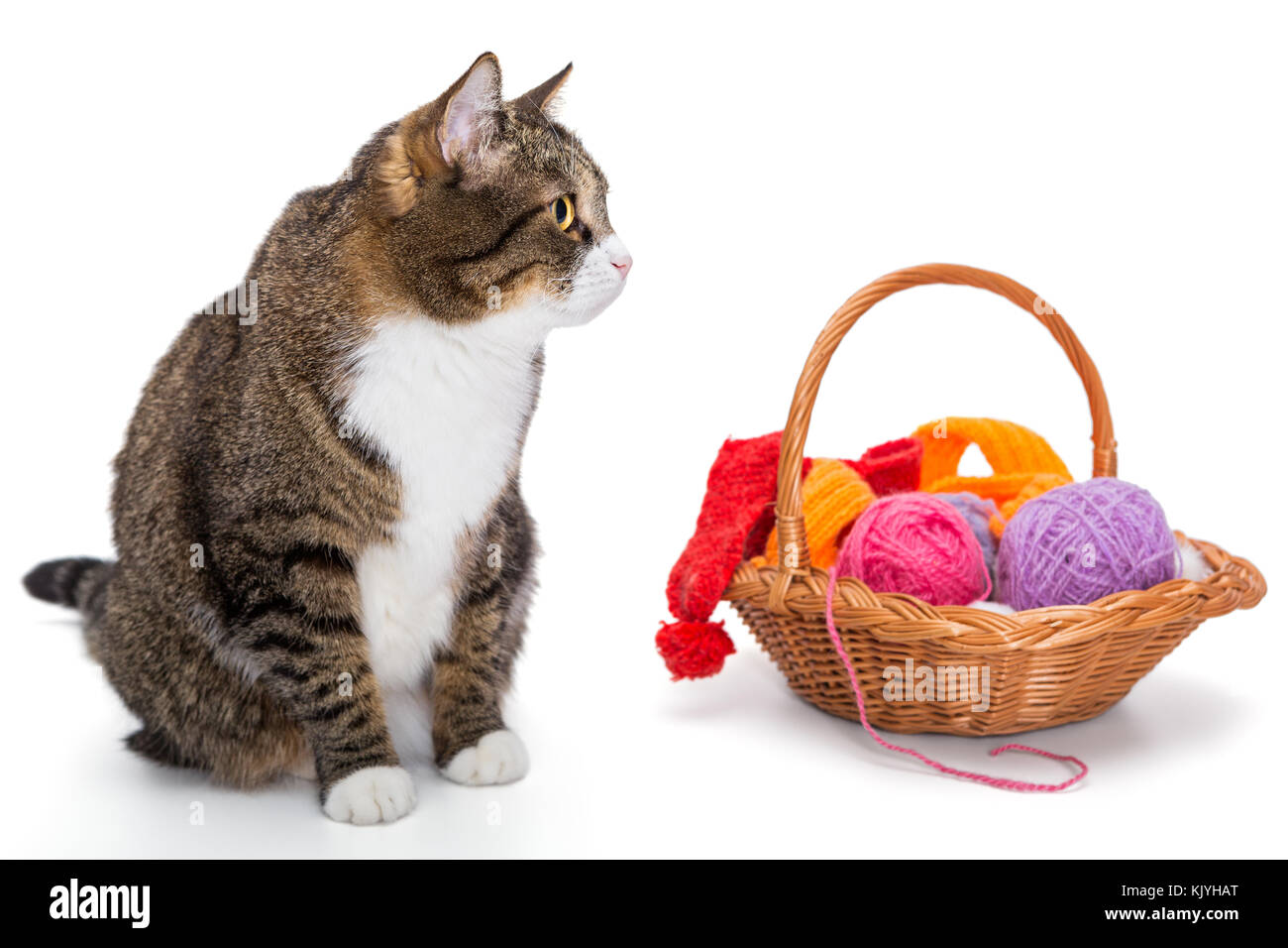 Portrait large gray cat Cut Out Stock Images & Pictures - Alamy