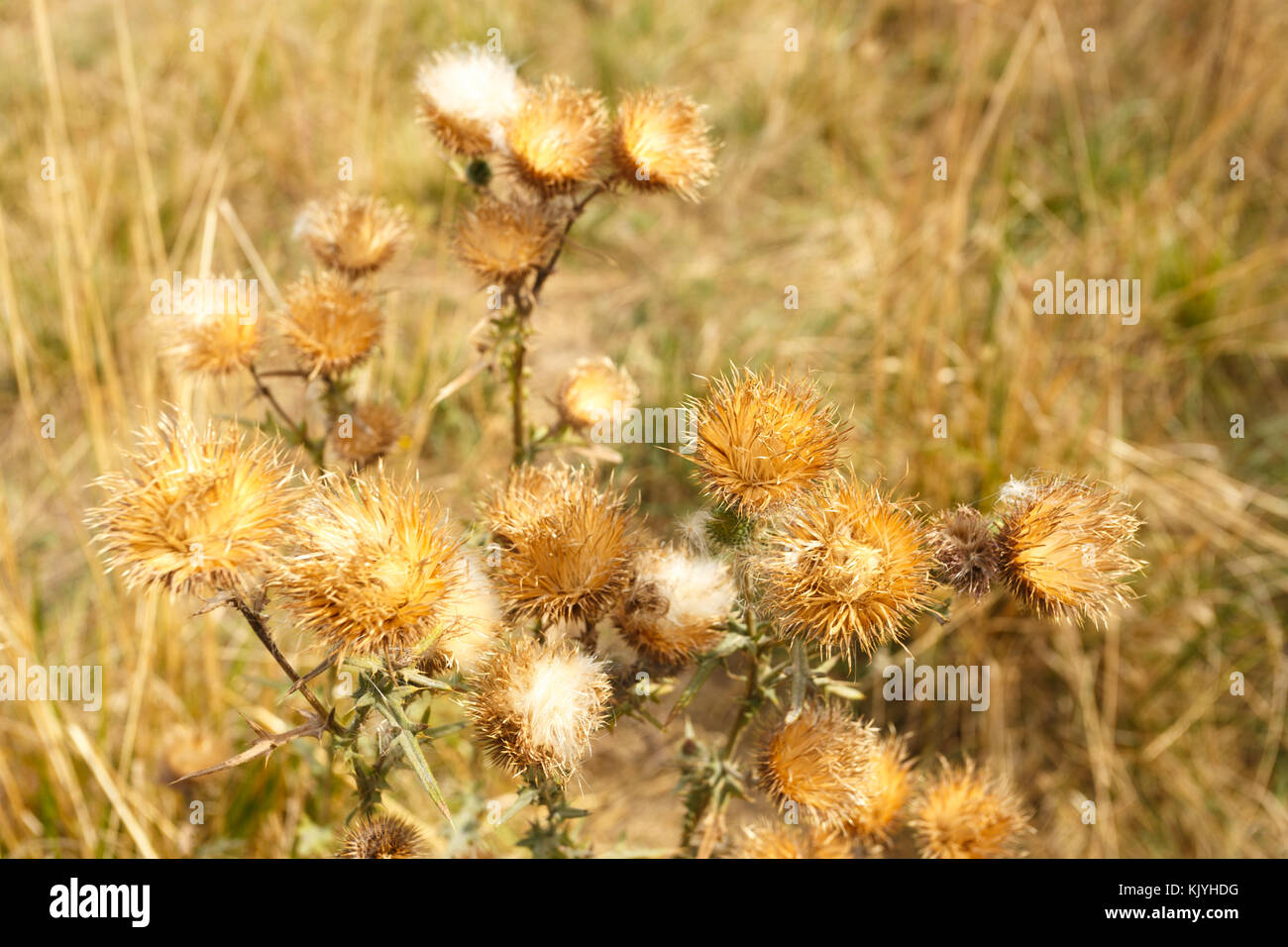 Close up thistle hi-res stock photography and images - Alamy