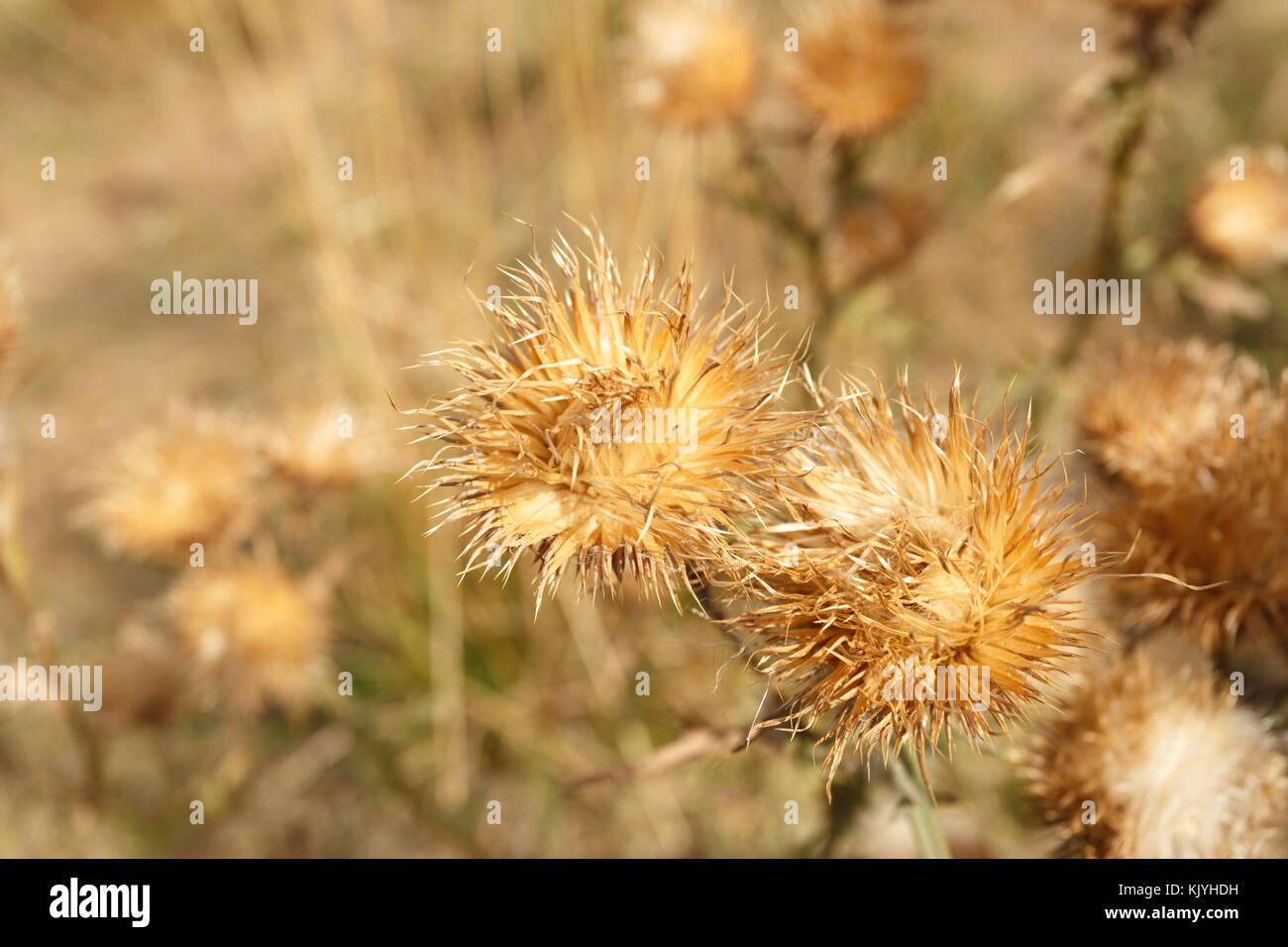 Milk thistle in the fall meadow close Stock Photo - Alamy