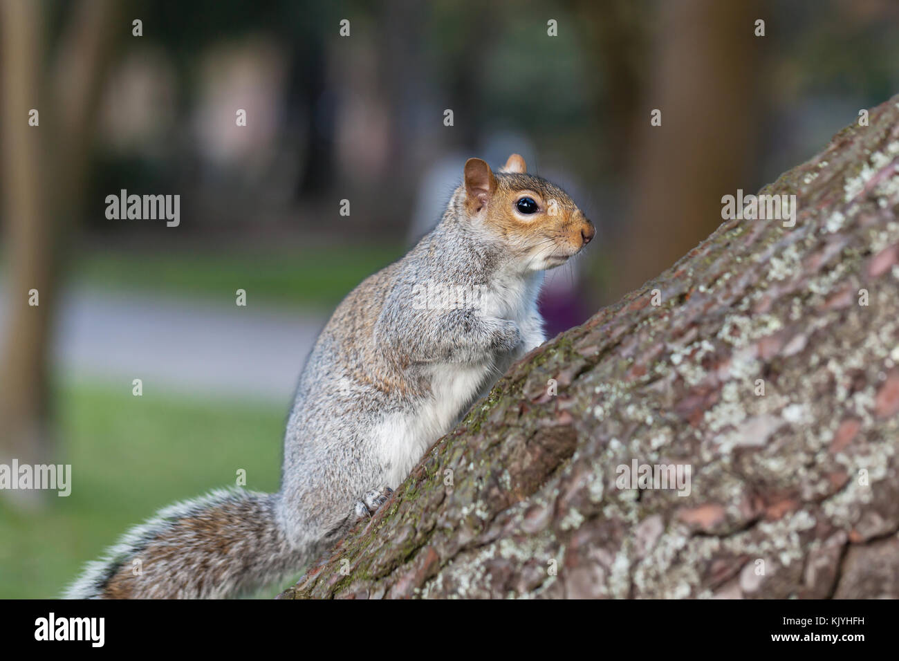 Grey Squirrel Tree High Resolution Stock Photography and Images - Alamy