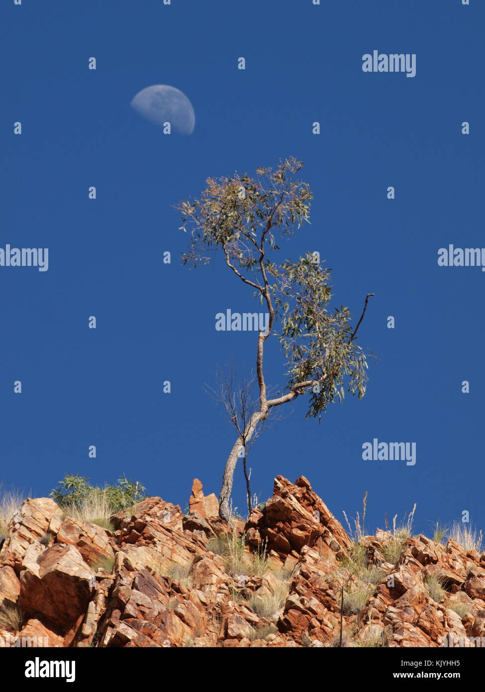 Moon behind a dry tree on a cliff at Ormiston Gorge, Australia Stock ...