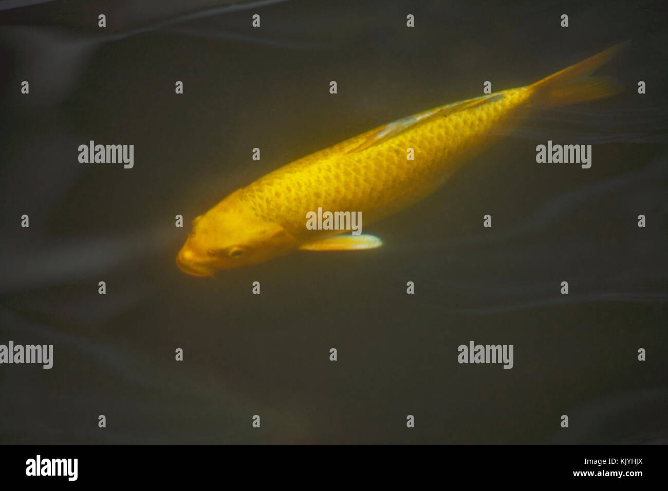Fancy carp fish or Koi fish / colors yellow , gold Stock Photo - Alamy