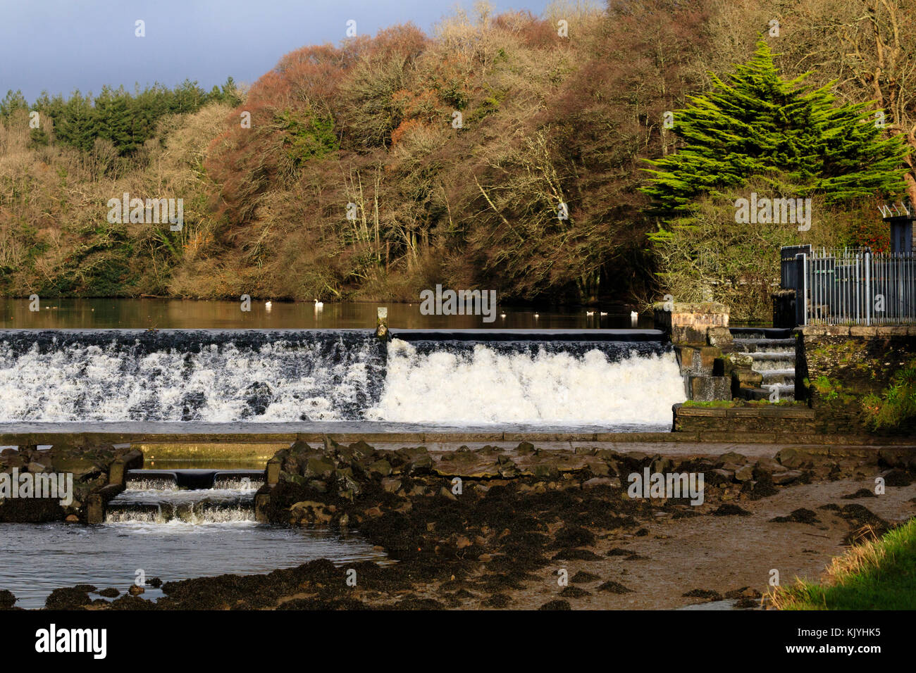 Lopwell Dam on the River Tavy, Devon, UK, in late Autumn sunshine and ...