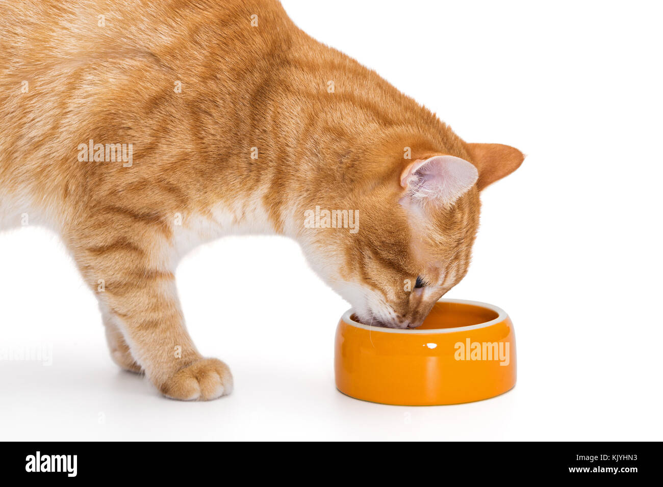 Red cat eating food from the orange bowl, isolated on white Stock Photo ...