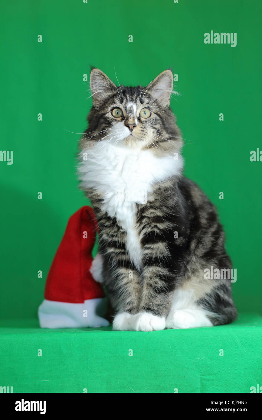 a kitten Maine Coon gray tiger with a white neck and a proud and ...