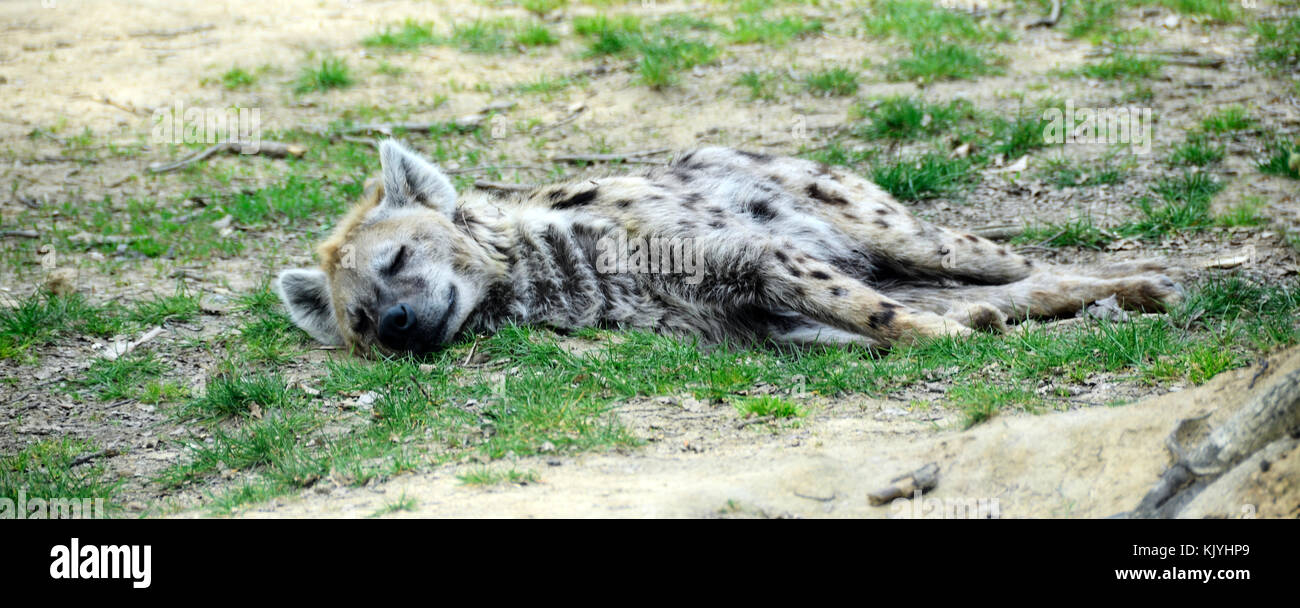 Hyena sleeping hi-res stock photography and images - Alamy