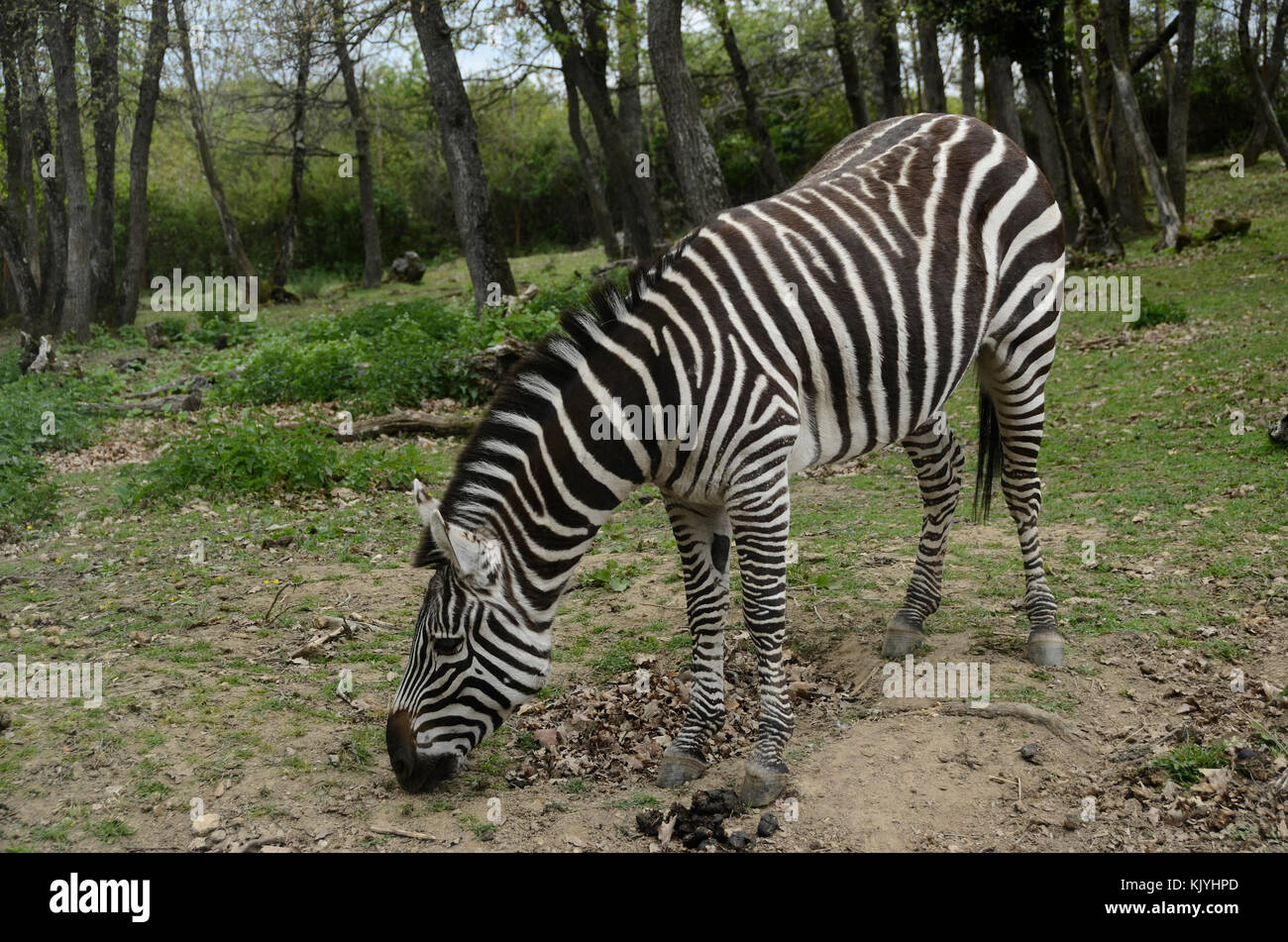 Zebra Eating Hay High Resolution Stock Photography and Images - Alamy