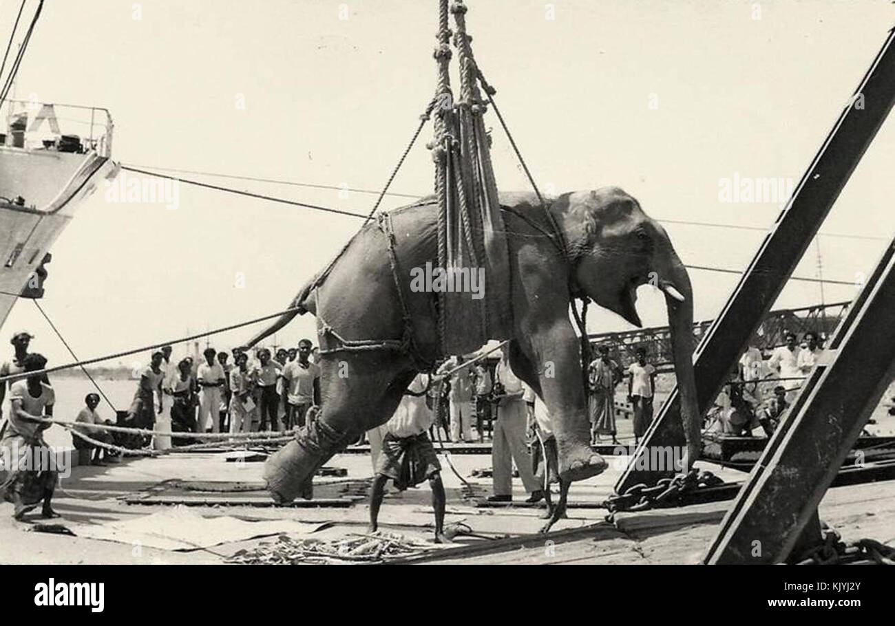 Elephant loading in Chittagong port 1960 Stock Photo - Alamy