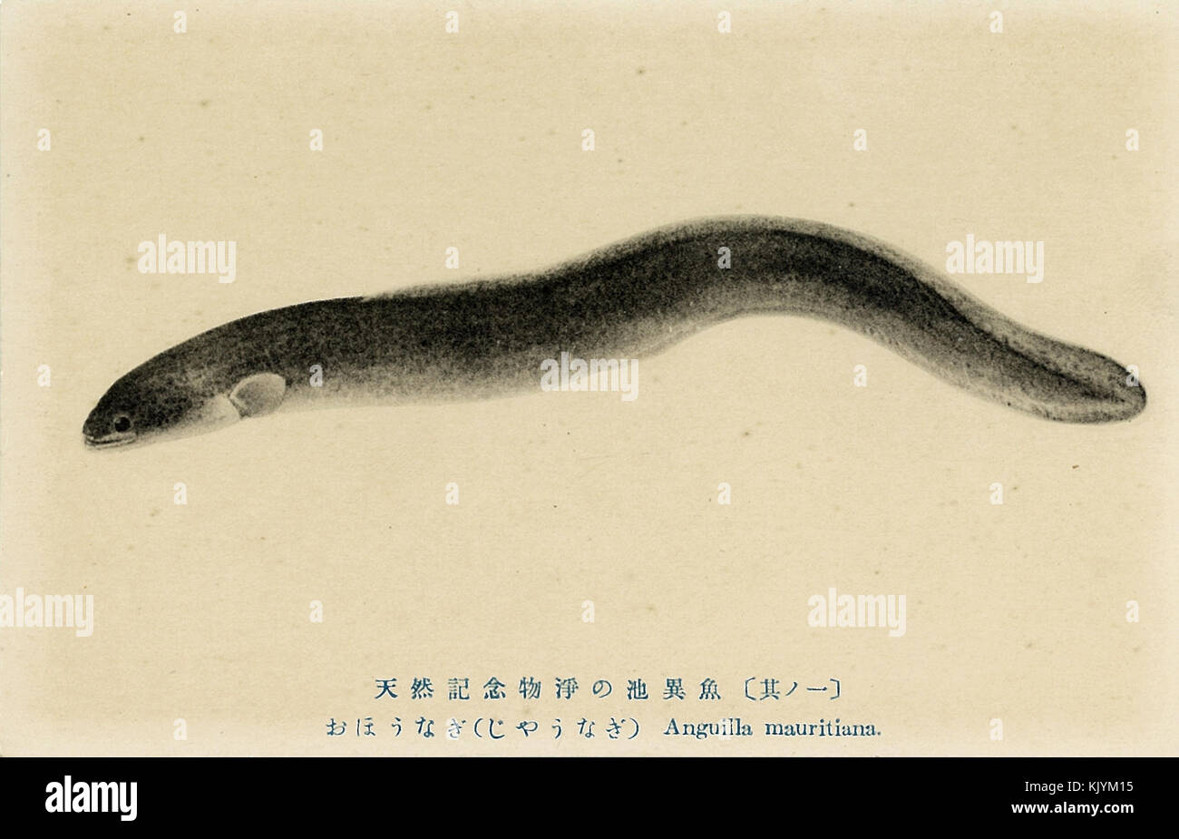 Jono ike pond postcard. Giant mottled eel.1936 Stock Photo - Alamy