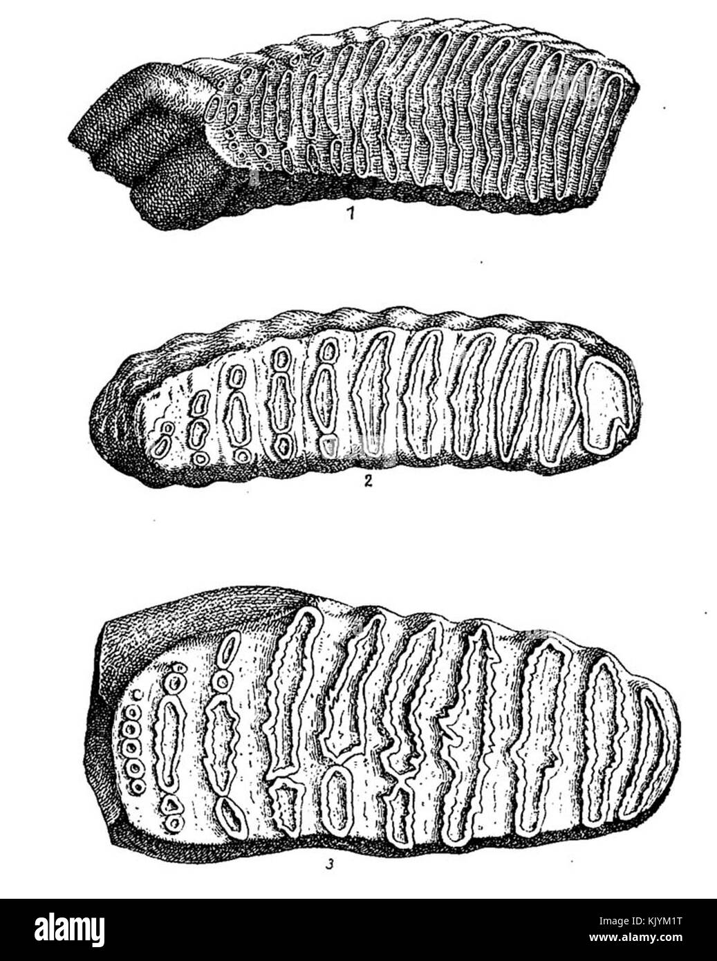 Molars Cut Out Stock Images & Pictures - Alamy
