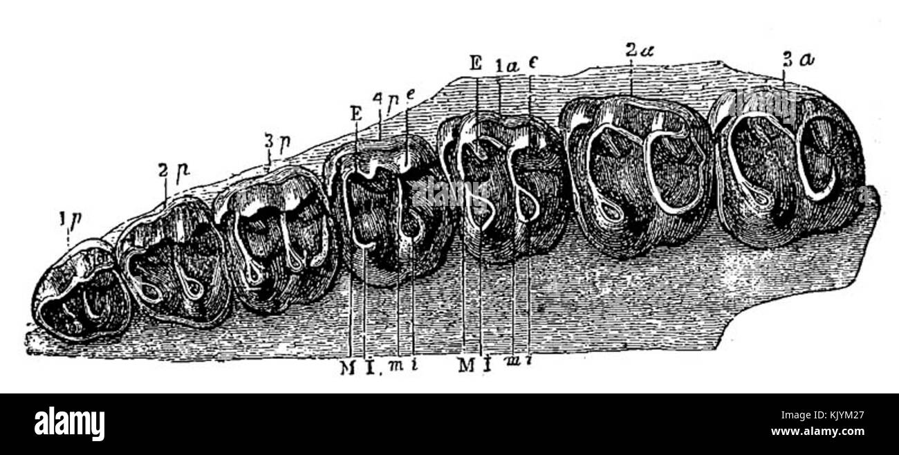 Priscus High Resolution Stock Photography and Images - Alamy