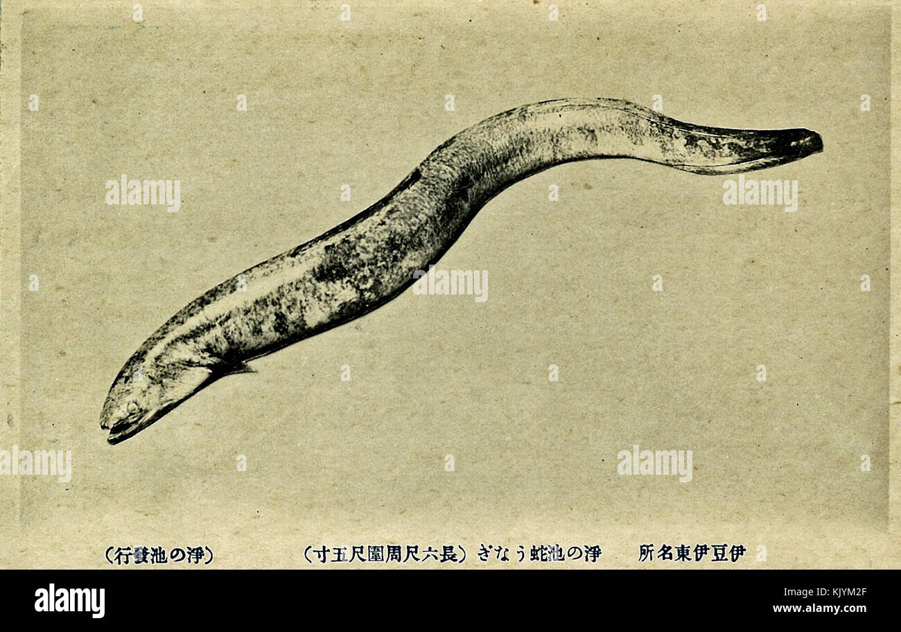 Mottled eel hi-res stock photography and images - Alamy