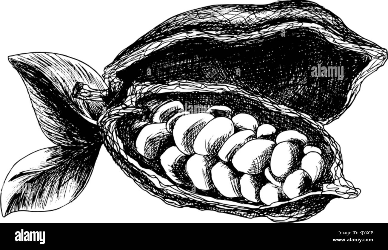 Cocoa beans sketch vector illustration. Isolated on white background ...