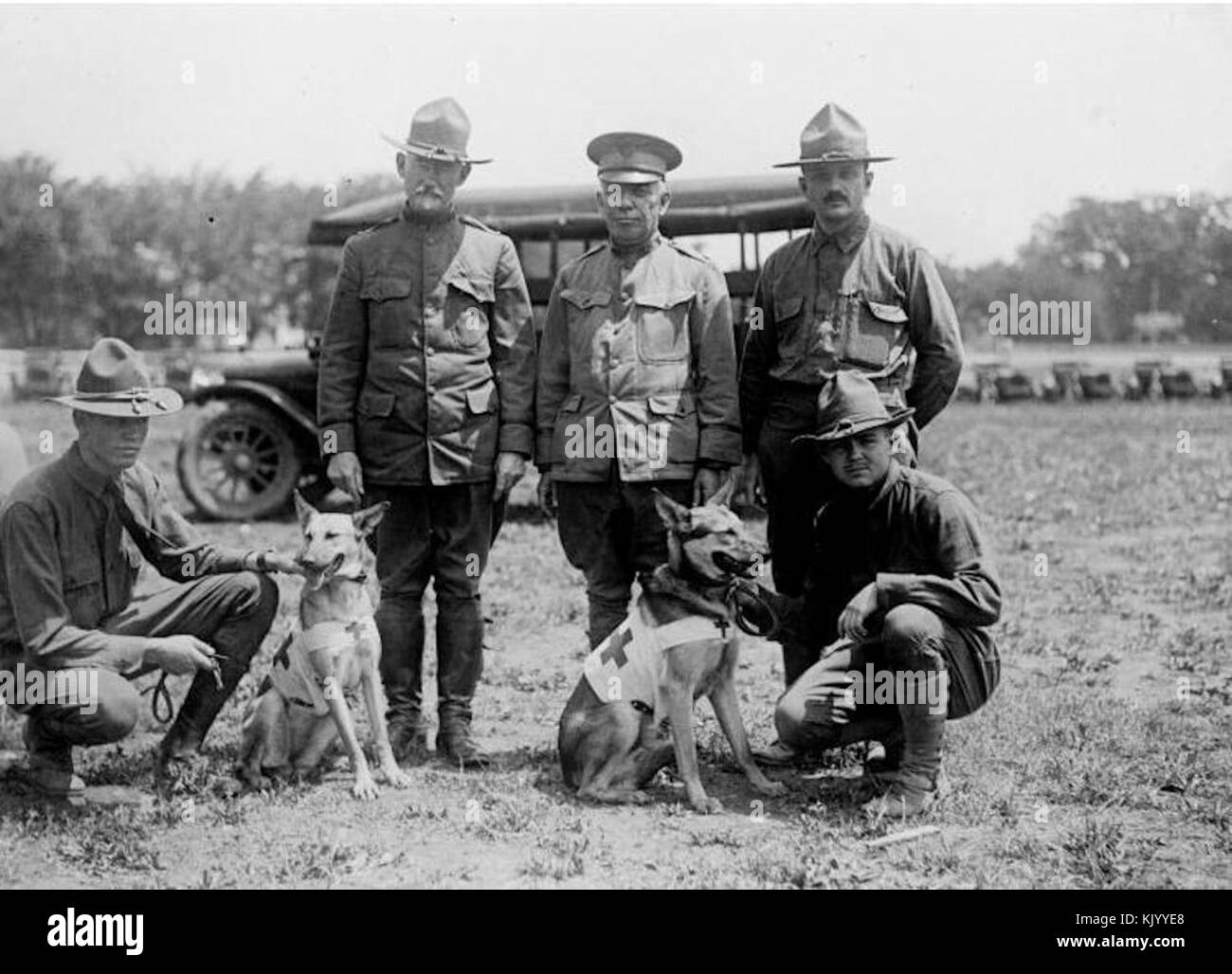 The 1918 Camp Crane Stretcher First Aid Dogs were trained to assist in ...