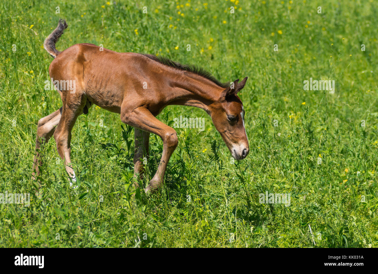 Foal first steps hi-res stock photography and images - Alamy