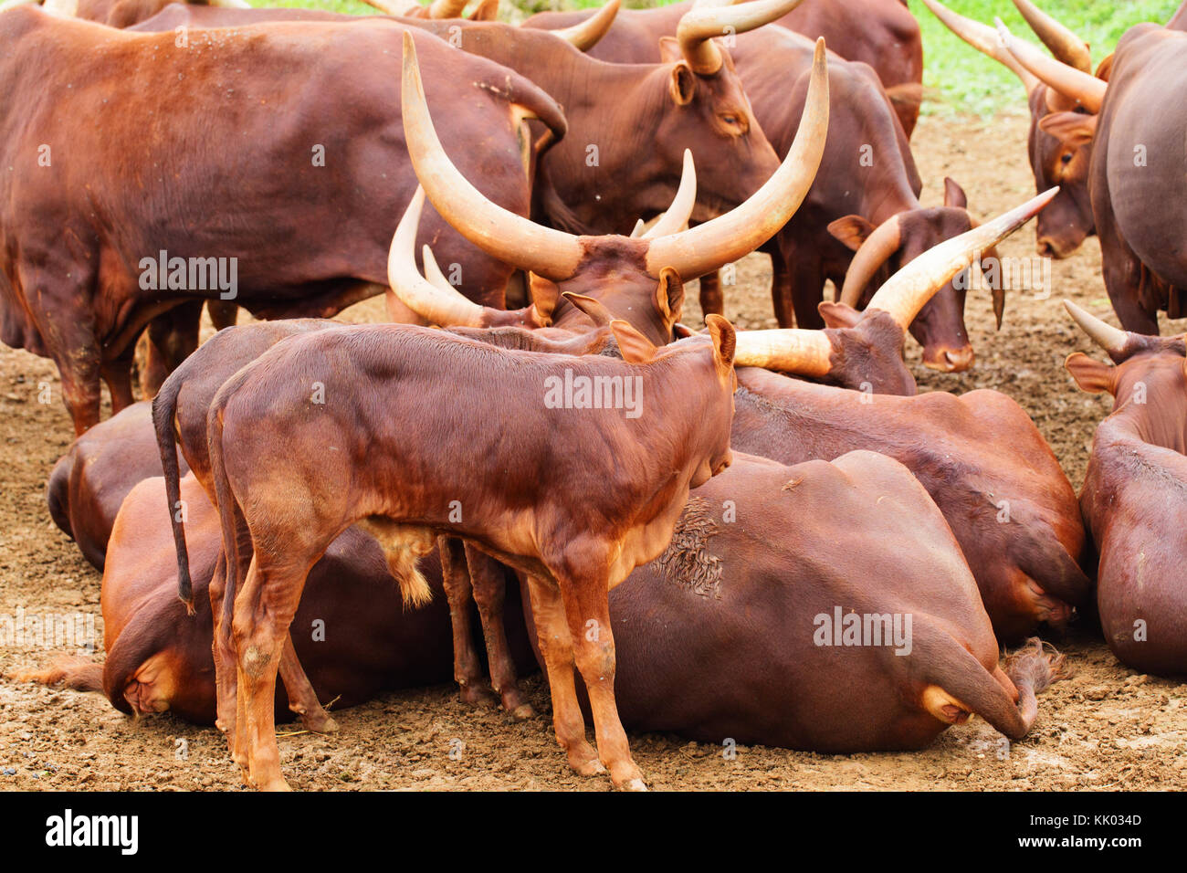 Buffalo Skins High Resolution Stock Photography and Images - Alamy