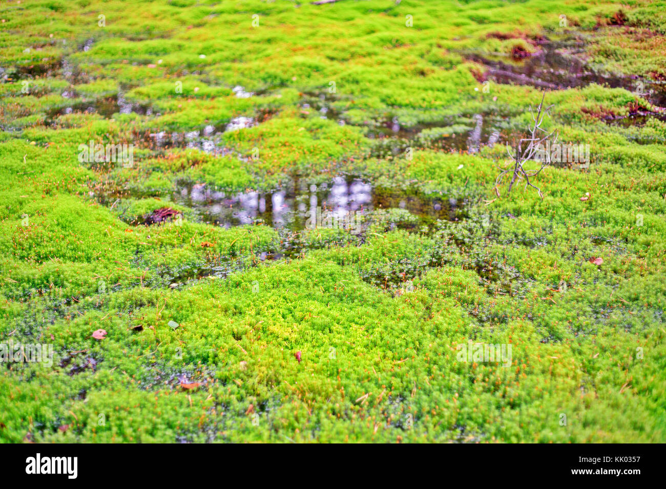 Moss on the forest swamp. A green moss with the appearing water in ...