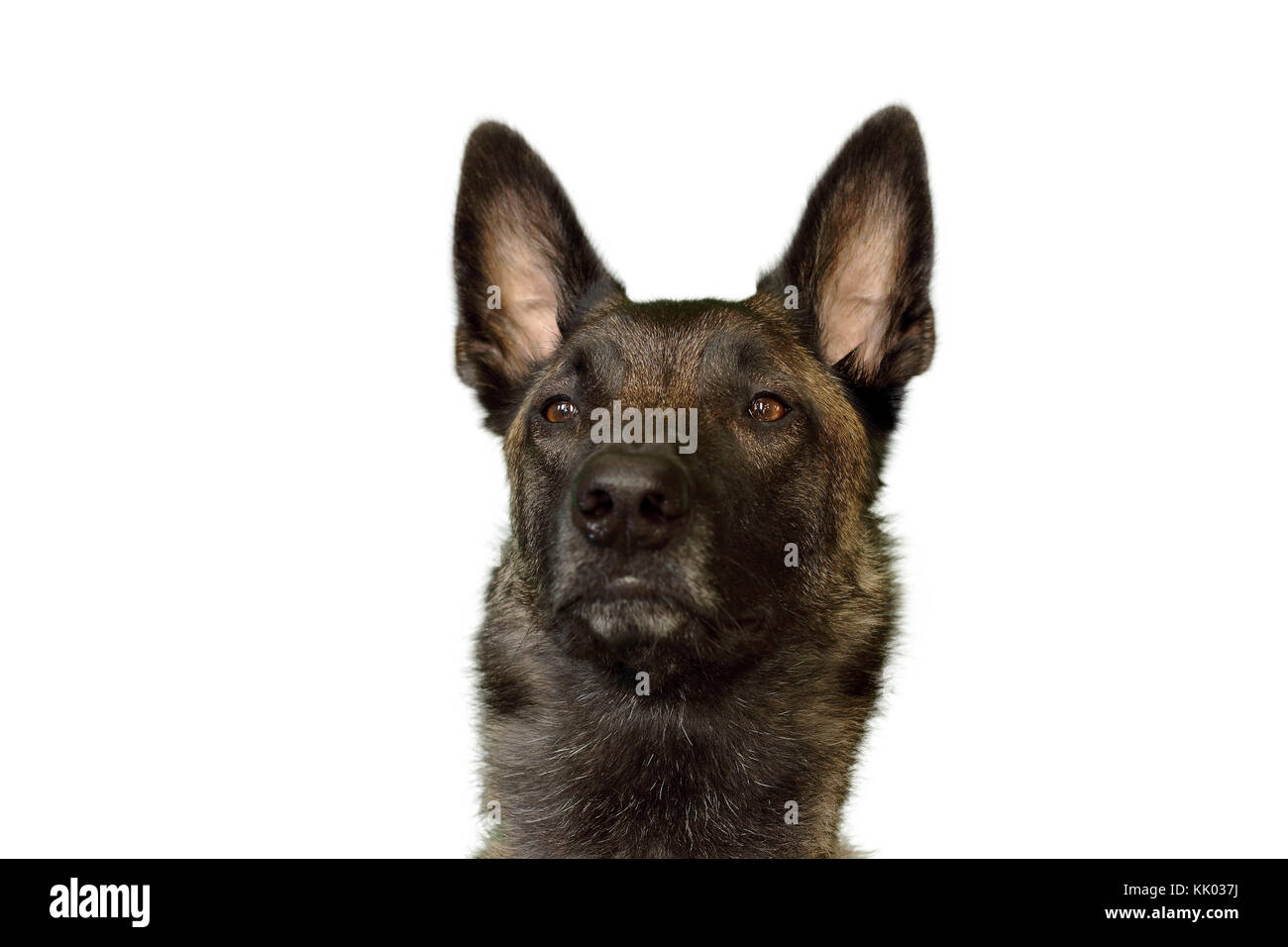 Malinois ears hi-res stock photography and images - Alamy