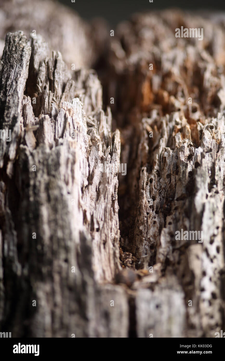 tree stump eaten by ants Stock Photo - Alamy