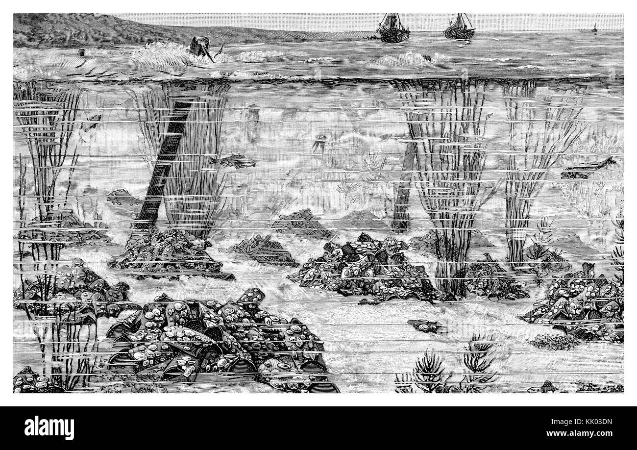 Oyster farming underwater hi-res stock photography and images - Alamy