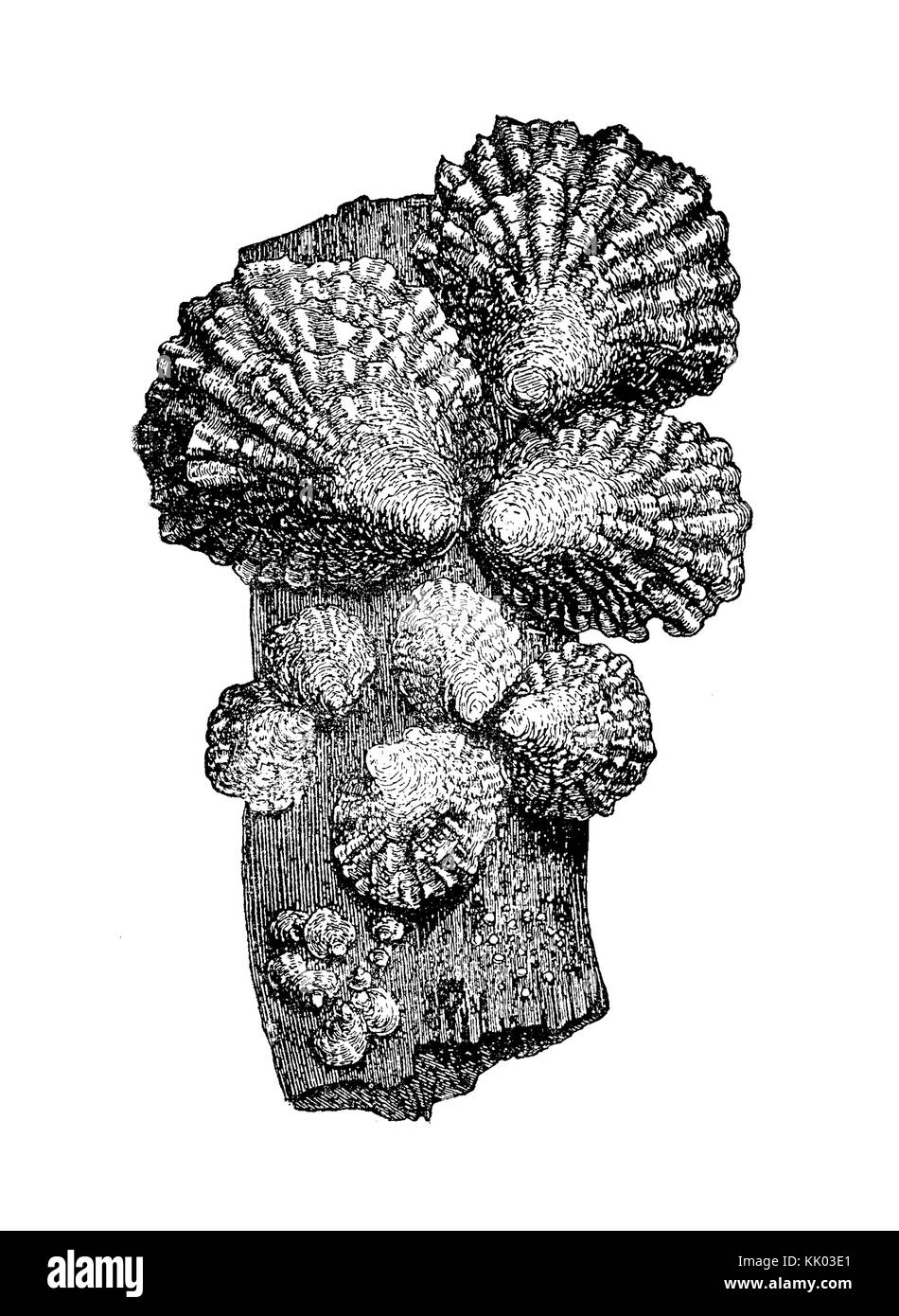 Sea shell and engraving hi-res stock photography and images - Alamy