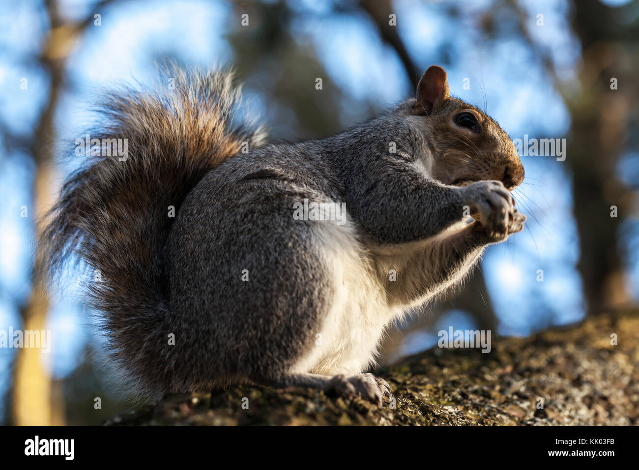 Squirrel eating a peanut Stock Photo - Alamy