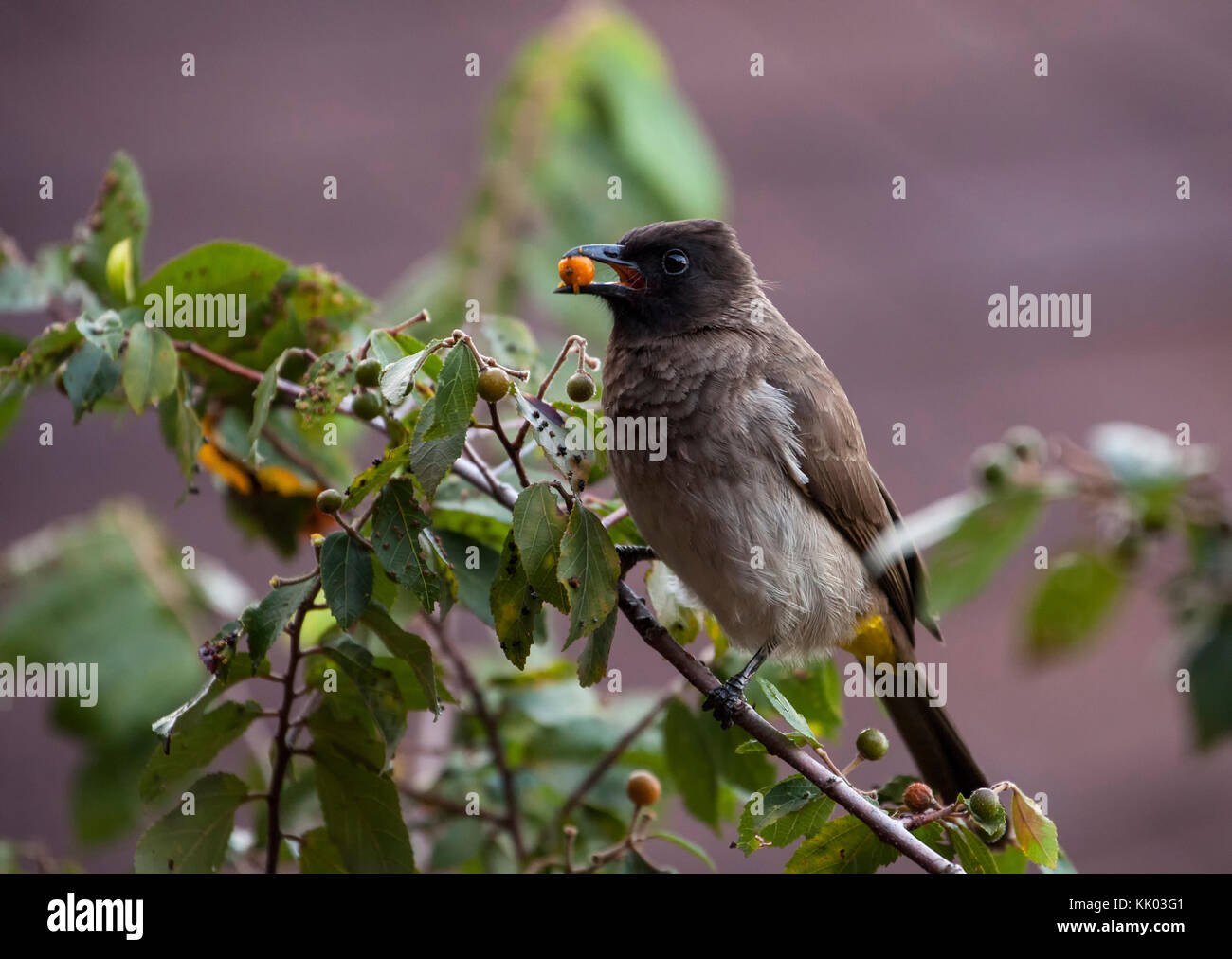 Common Bulbul with berry Stock Photo - Alamy