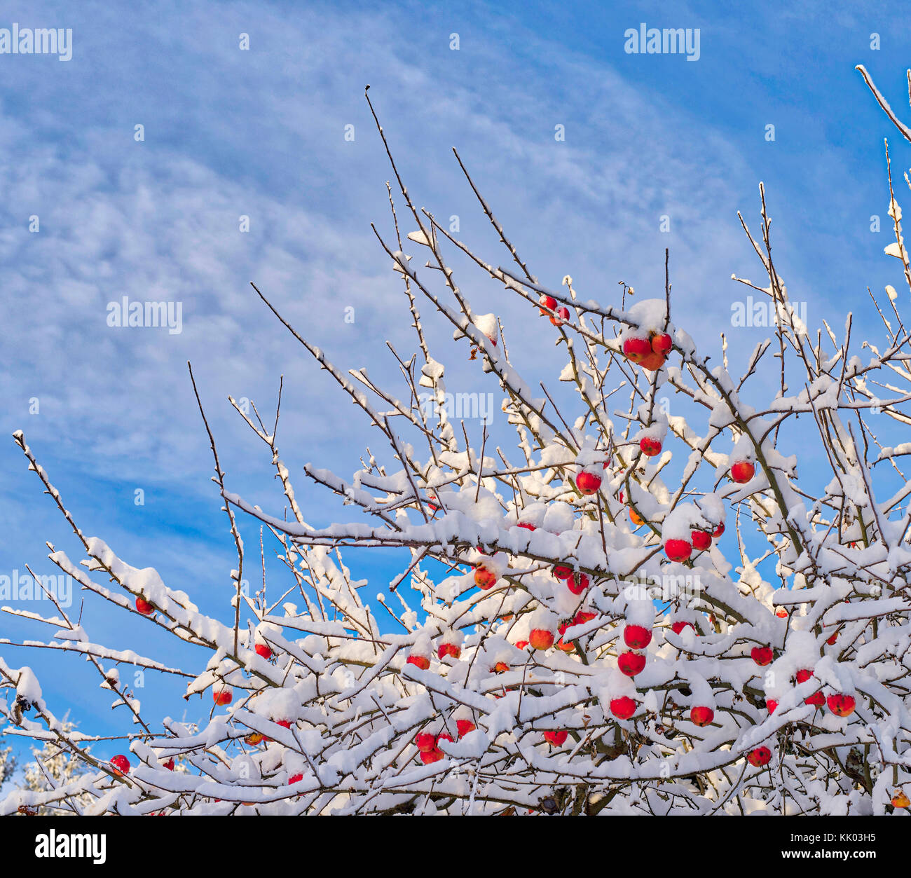Red winter fruit and blue sky Stock Photo - Alamy