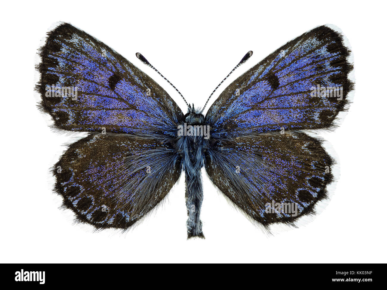 Chequered blue, male specimen isolated on white Stock Photo - Alamy