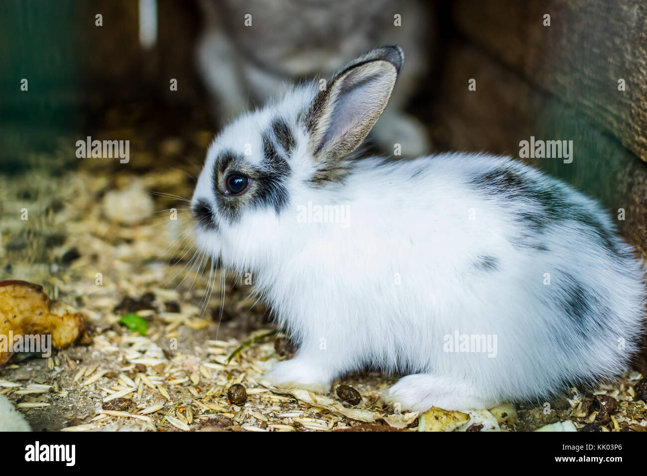 Bunnyrabbit hi-res stock photography and images - Alamy