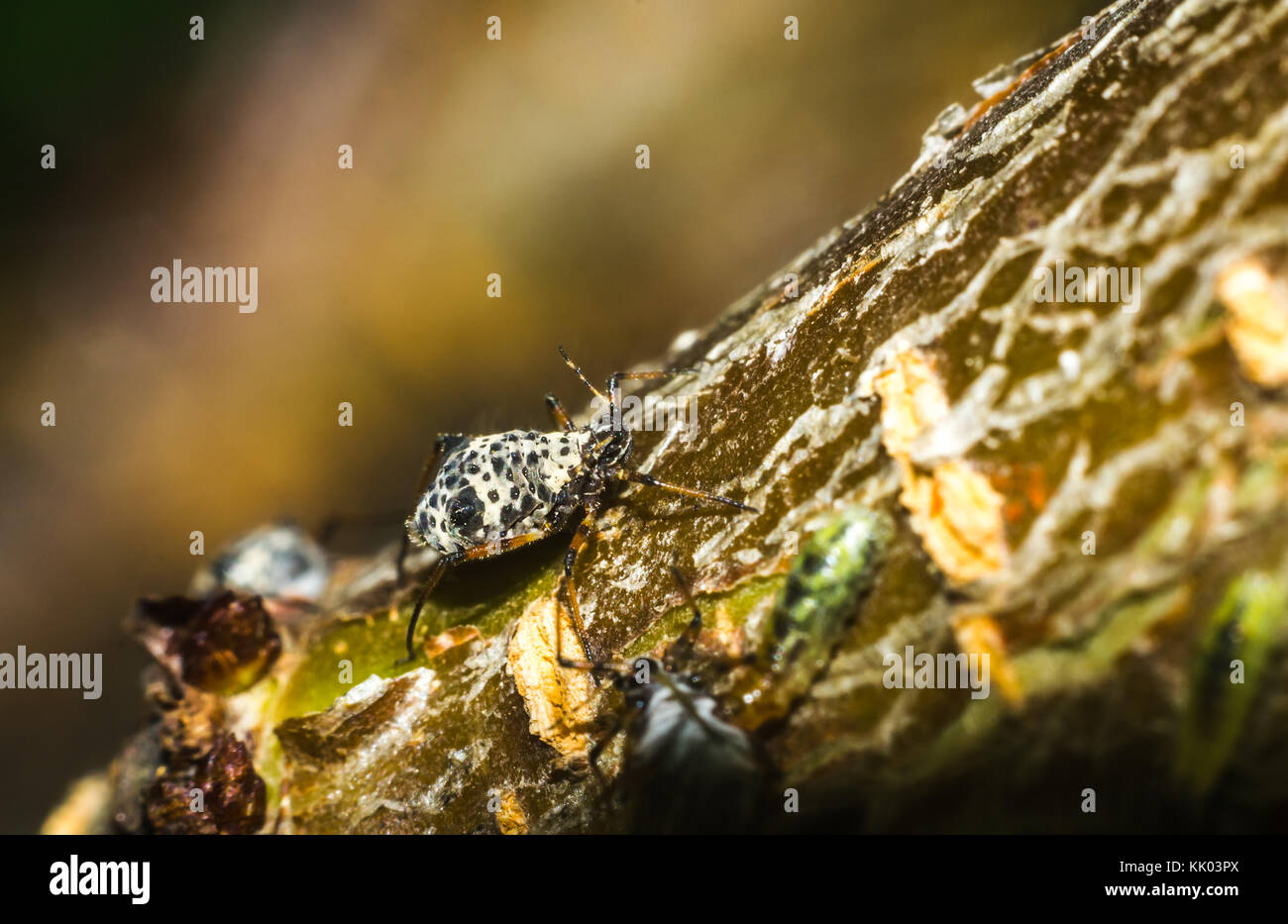 black beetle closeup on a walnut brown background Stock Photo - Alamy