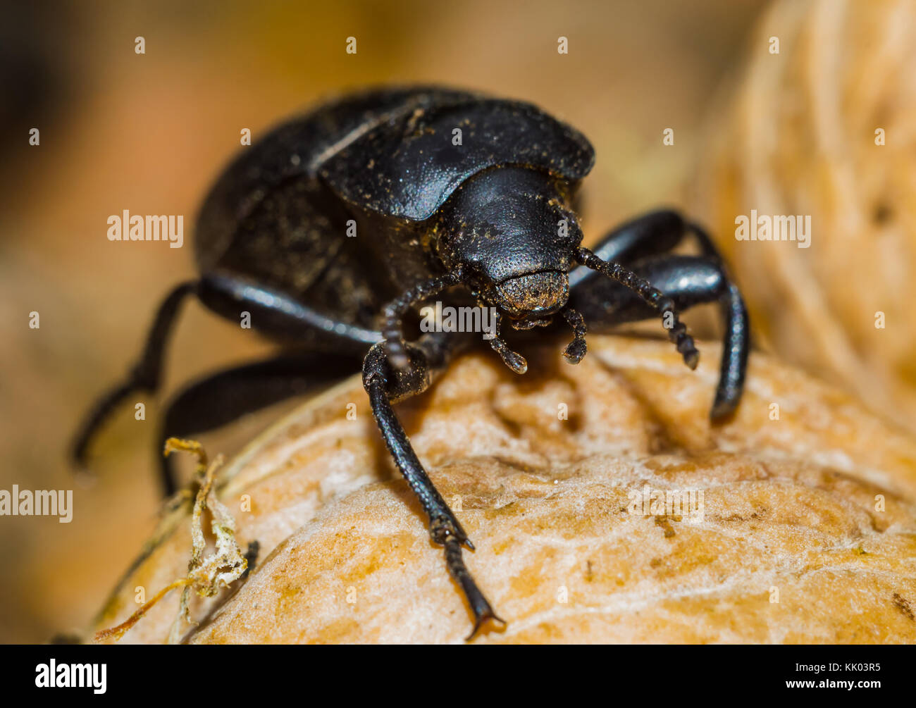 black beetle closeup on a walnut brown background Stock Photo - Alamy