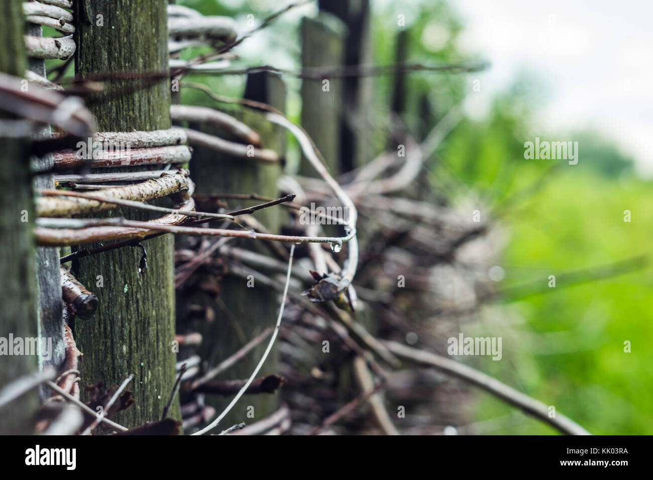 old fence wood barbed wire old photo Stock Photo - Alamy