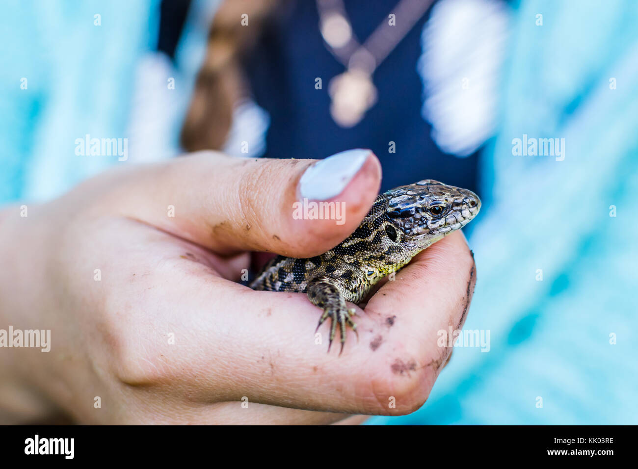lizard on the hand hand of woman close-up Stock Photo - Alamy