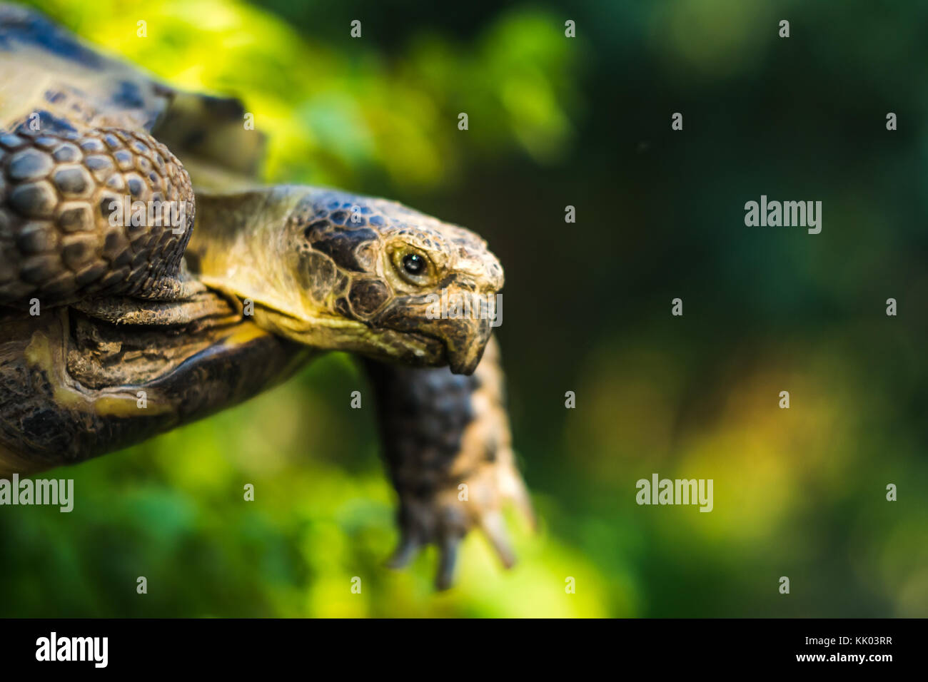 turtle close-up flying turtle green background Stock Photo - Alamy