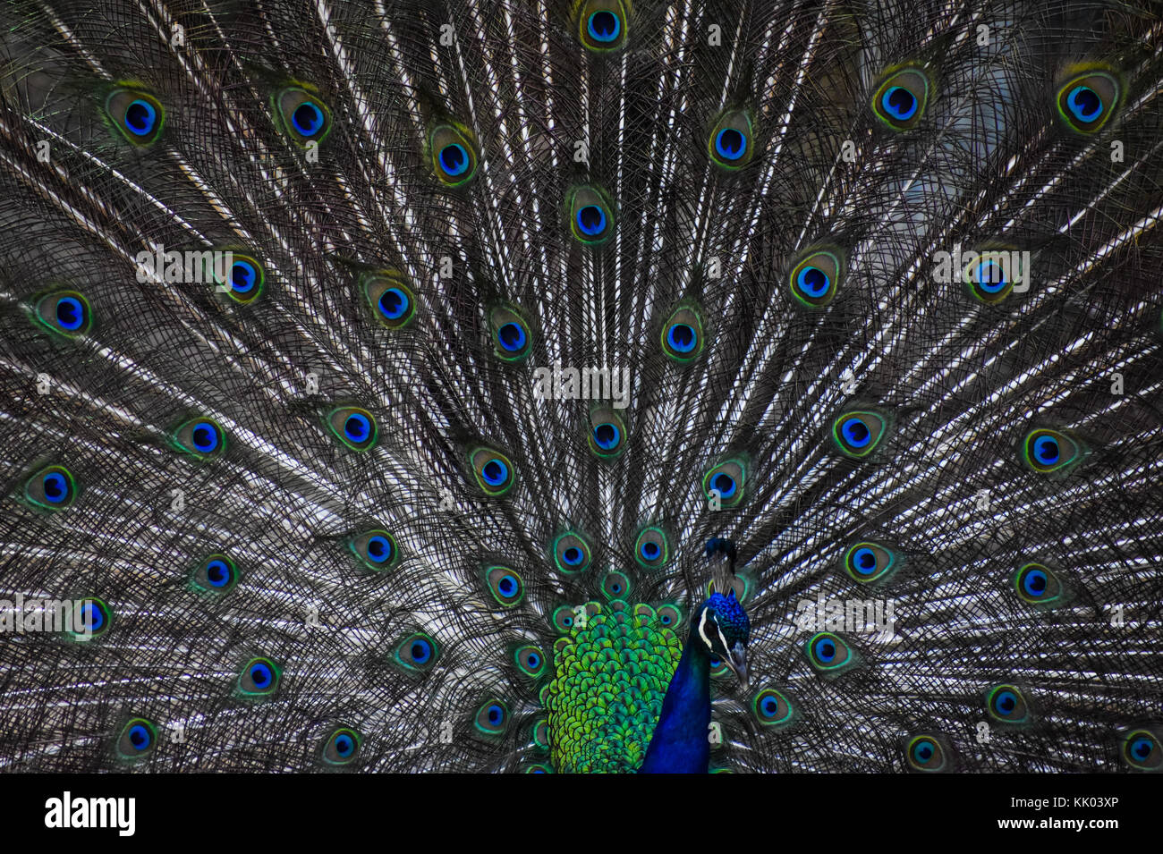 Birds with beautiful eyes hi-res stock photography and images - Alamy