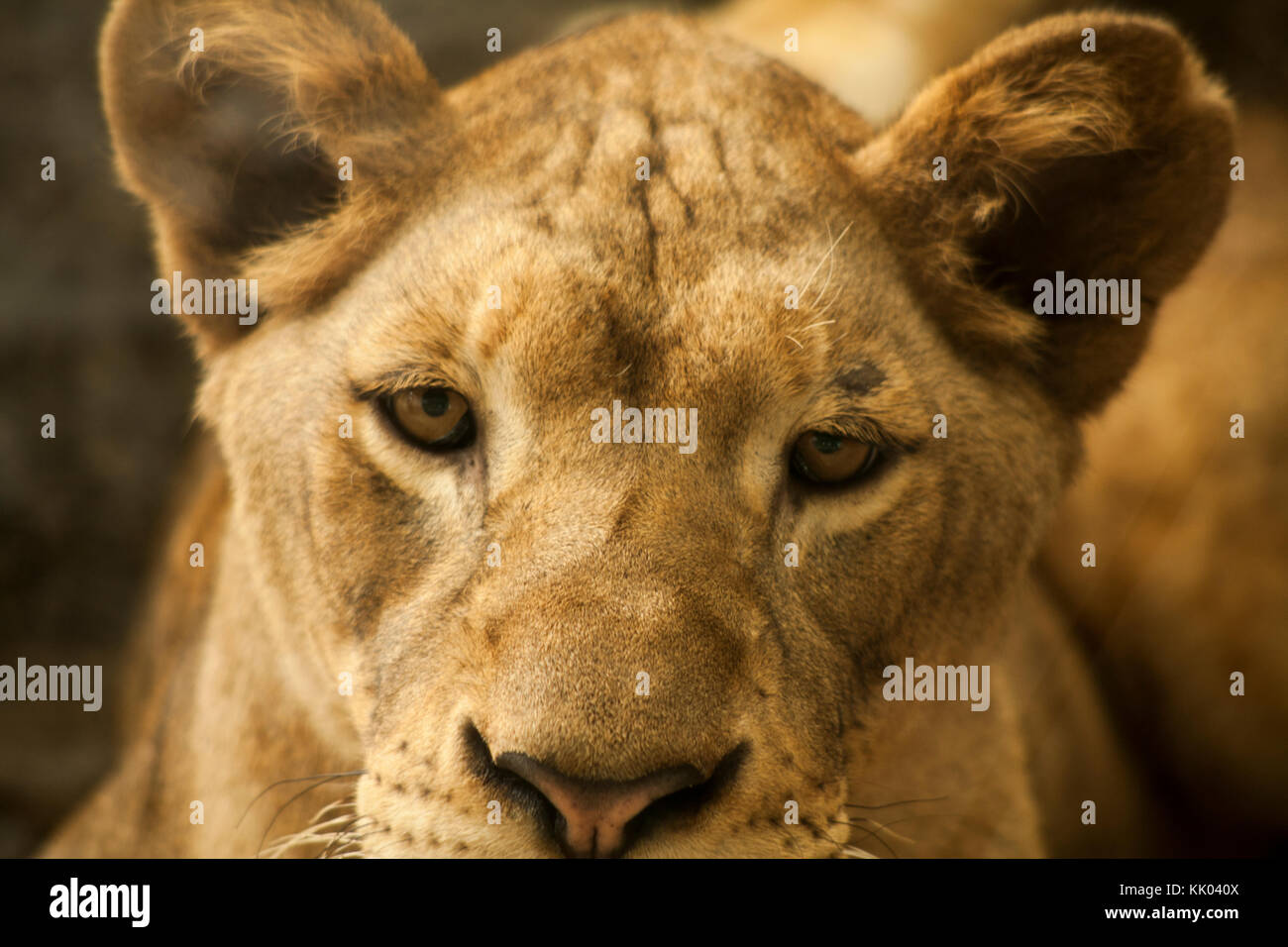 Female lion / This photo was taken in a zoo Stock Photo - Alamy