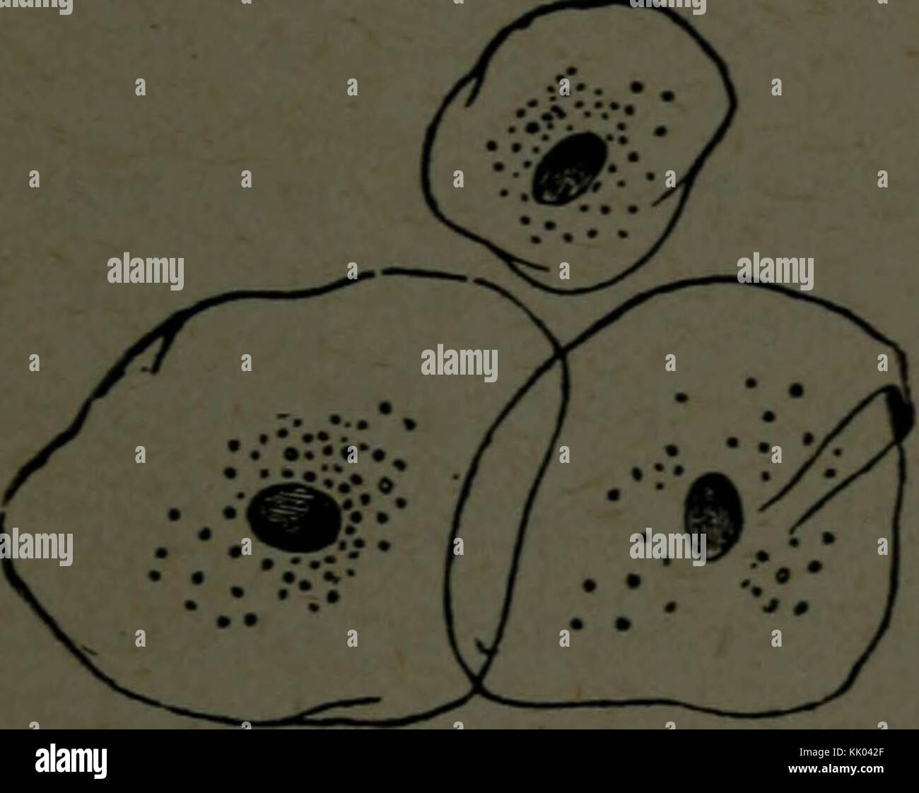 Cell intelligence; the cause of growth, heredity and instinctive ...