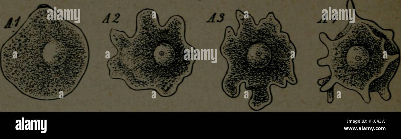 Cell intelligence; the cause of growth, heredity and instinctive ...