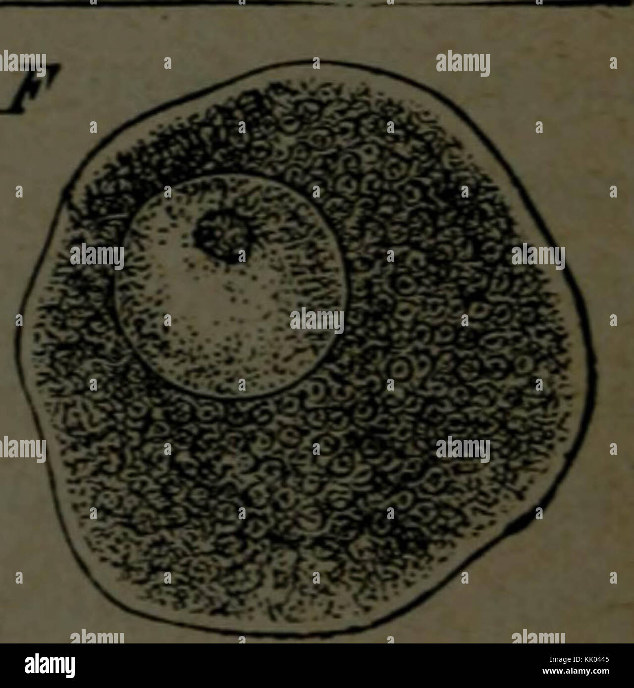 Cell intelligence; the cause of growth, heredity and instinctive ...