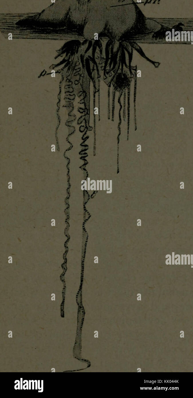 Cell intelligence; the cause of growth, heredity and instinctive ...