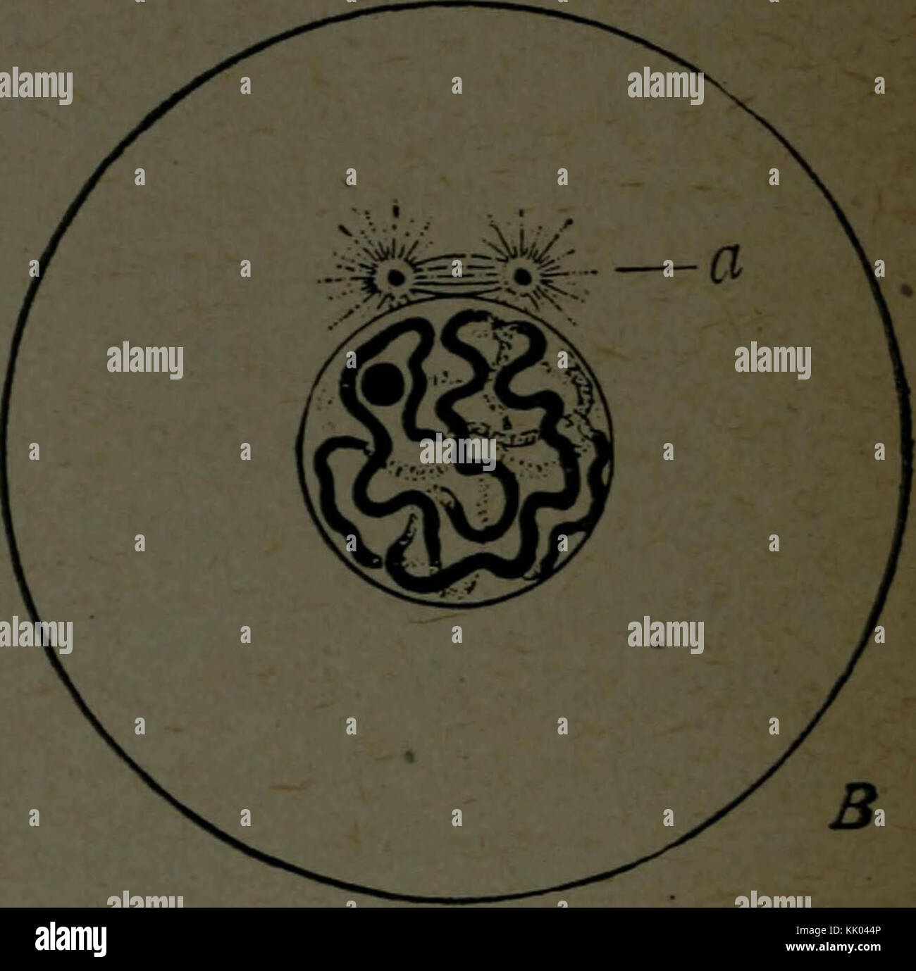 Cell intelligence; the cause of growth, heredity and instinctive ...