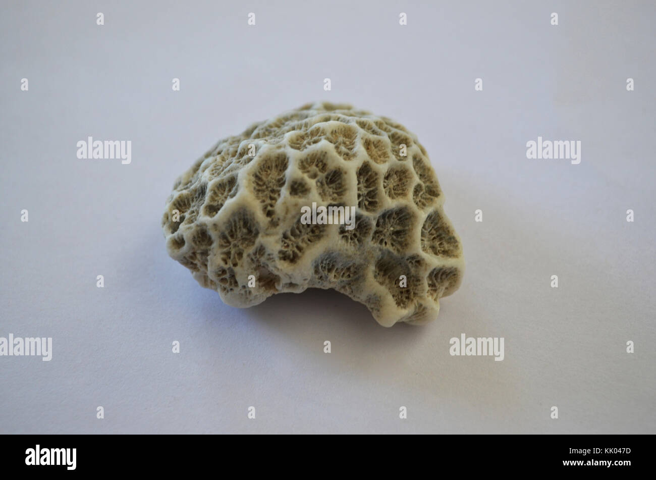 Coral. close up of a piece of coral Stock Photo - Alamy