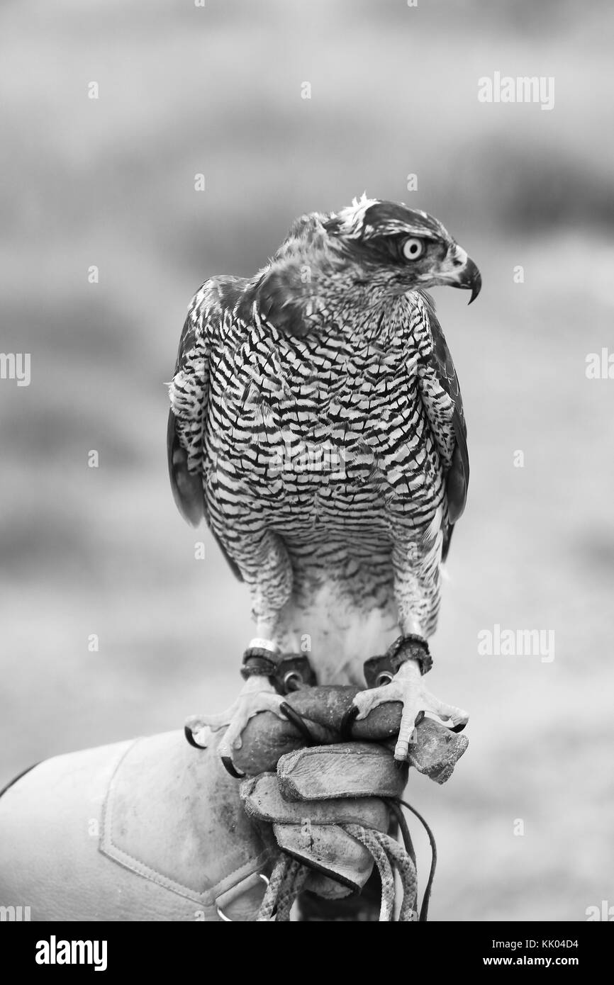 Hawk goshawk Black and White Stock Photos & Images - Alamy