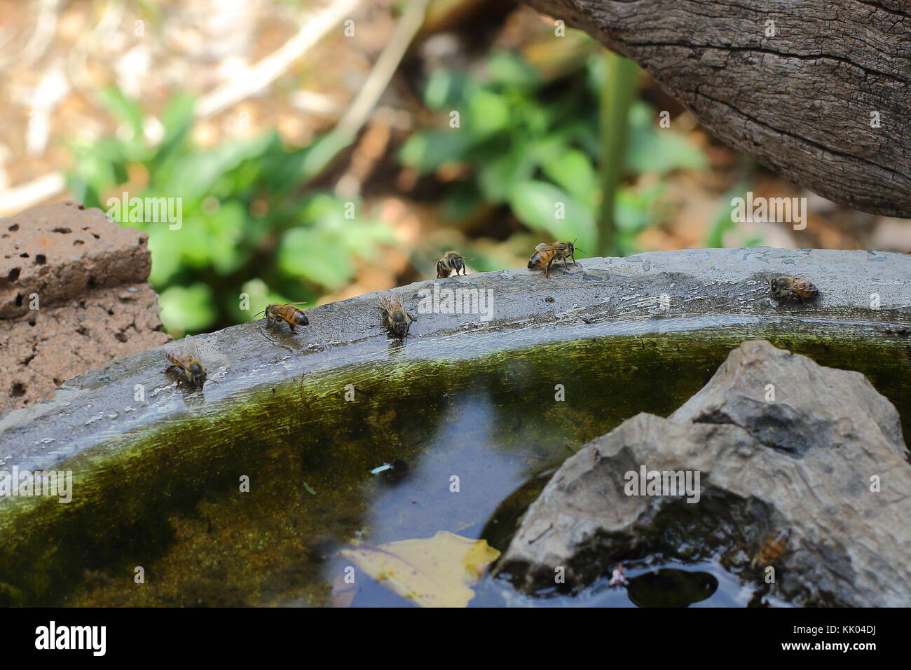 African honey bees drinking water from a bird pond in a residential ...