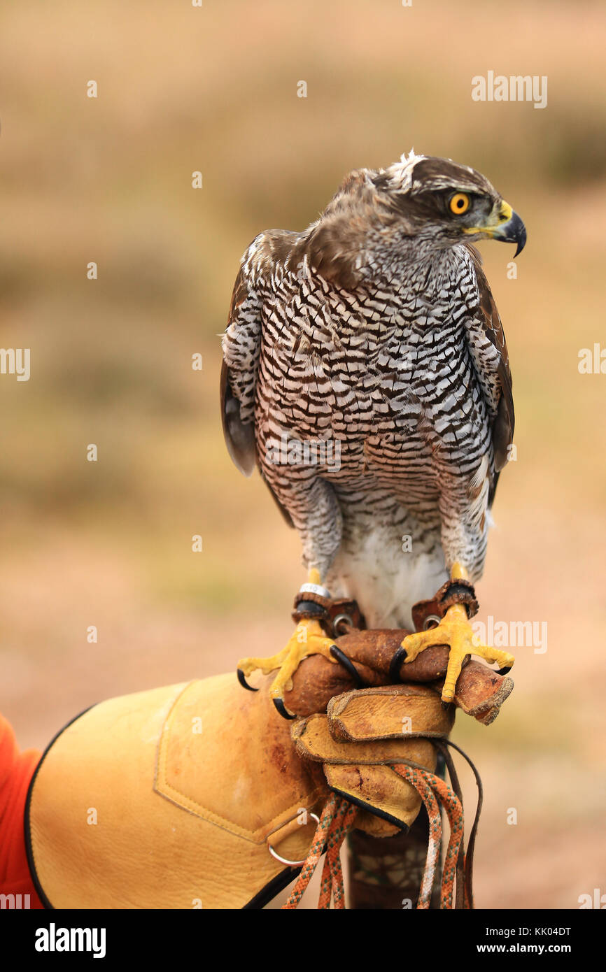 Northern potosi hi-res stock photography and images - Alamy