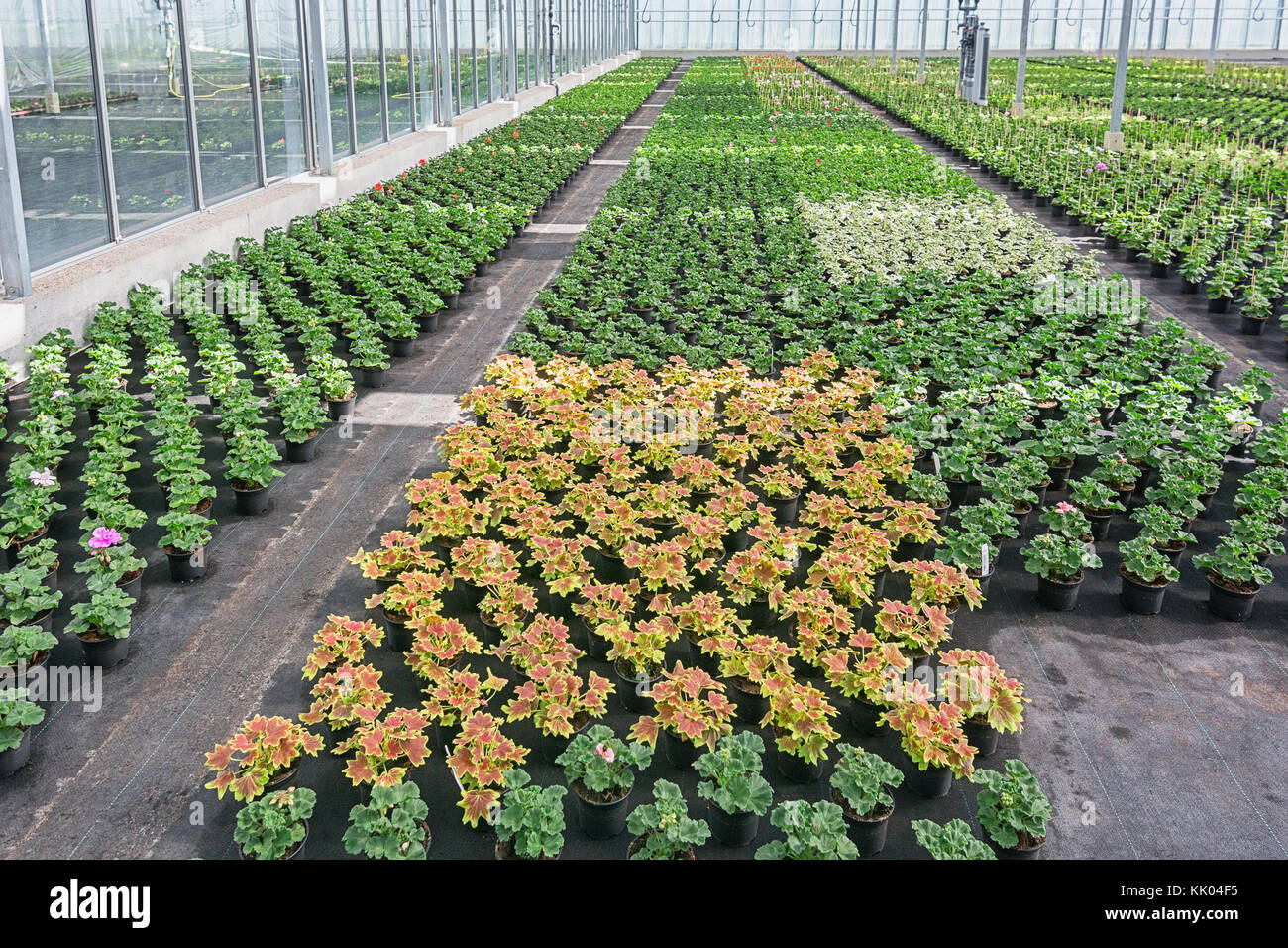 Young geraniums grown in a greenhouse in the Netherlands Stock Photo ...